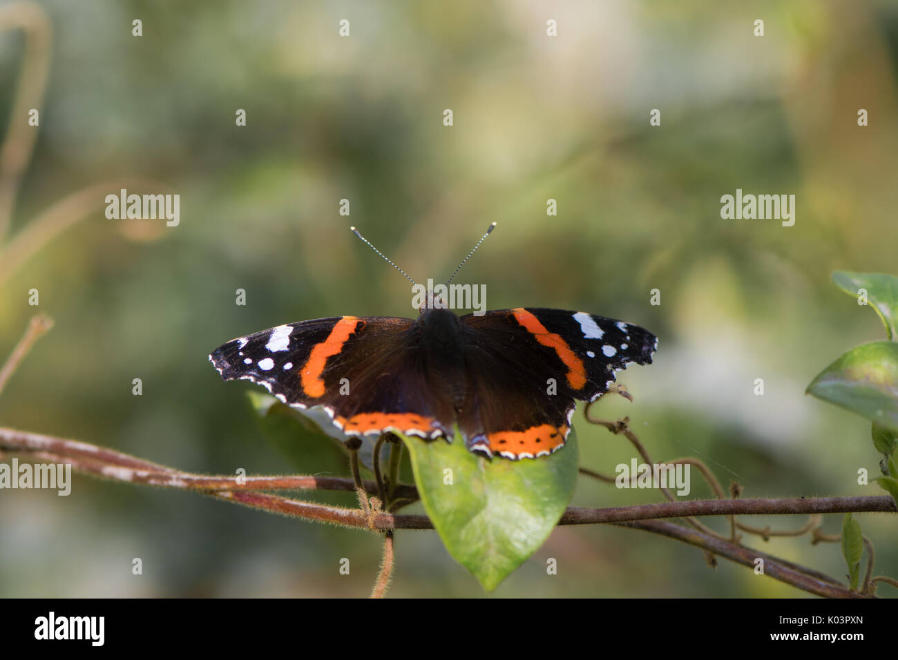 Red admiral butterfly (Vanessa atalanta) with wings open. Insect in the ...