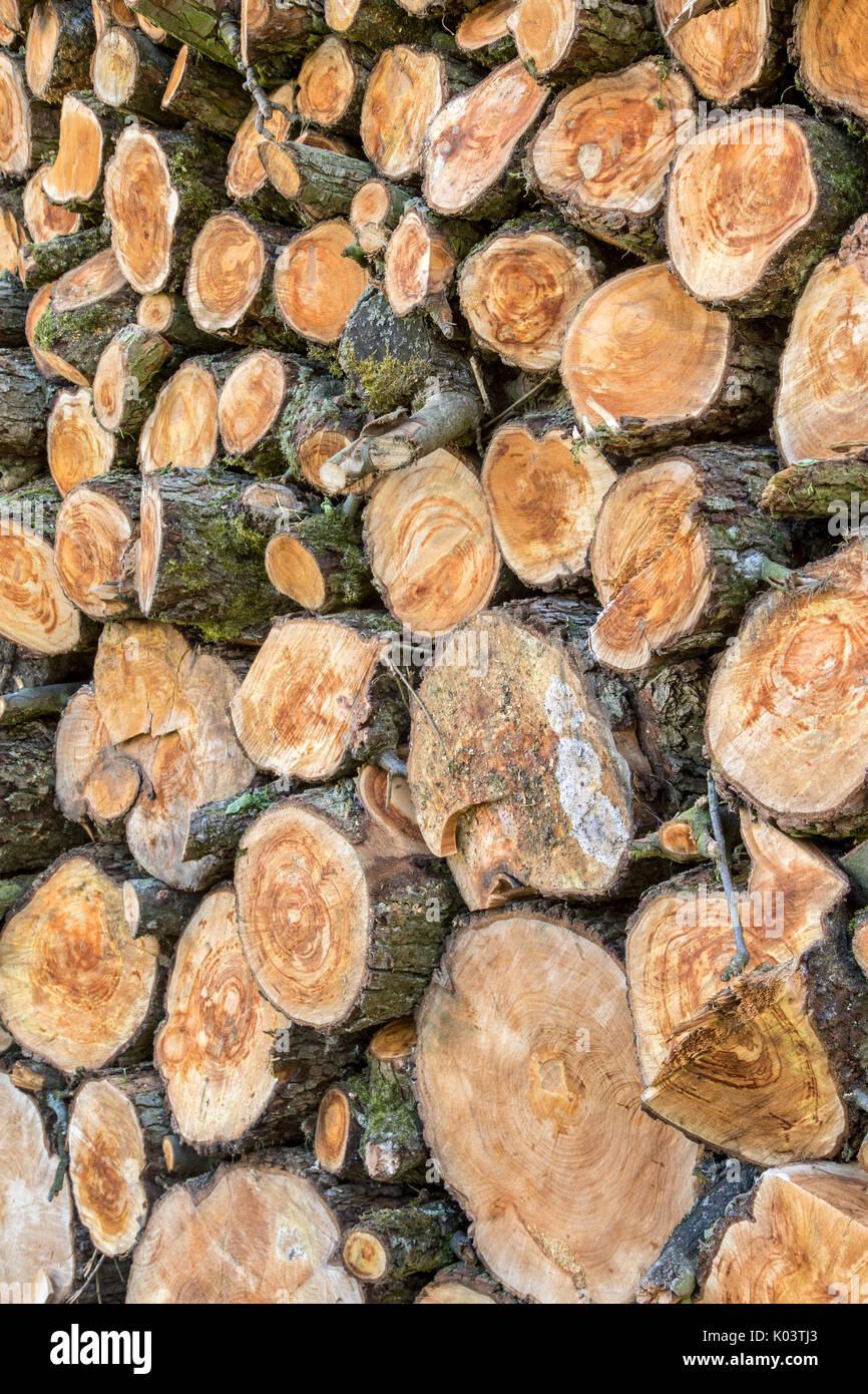 Heap of wood logs ready for winter. Stack of chopped firewood. A pile ...