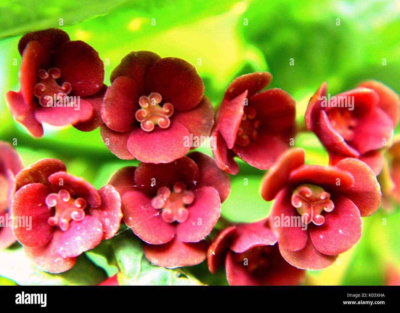Japan batu plant hi-res stock photography and images - Alamy