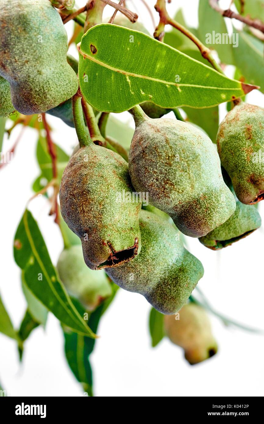 A studio photo of eucalyptus gum tree nuts Stock Photo - Alamy