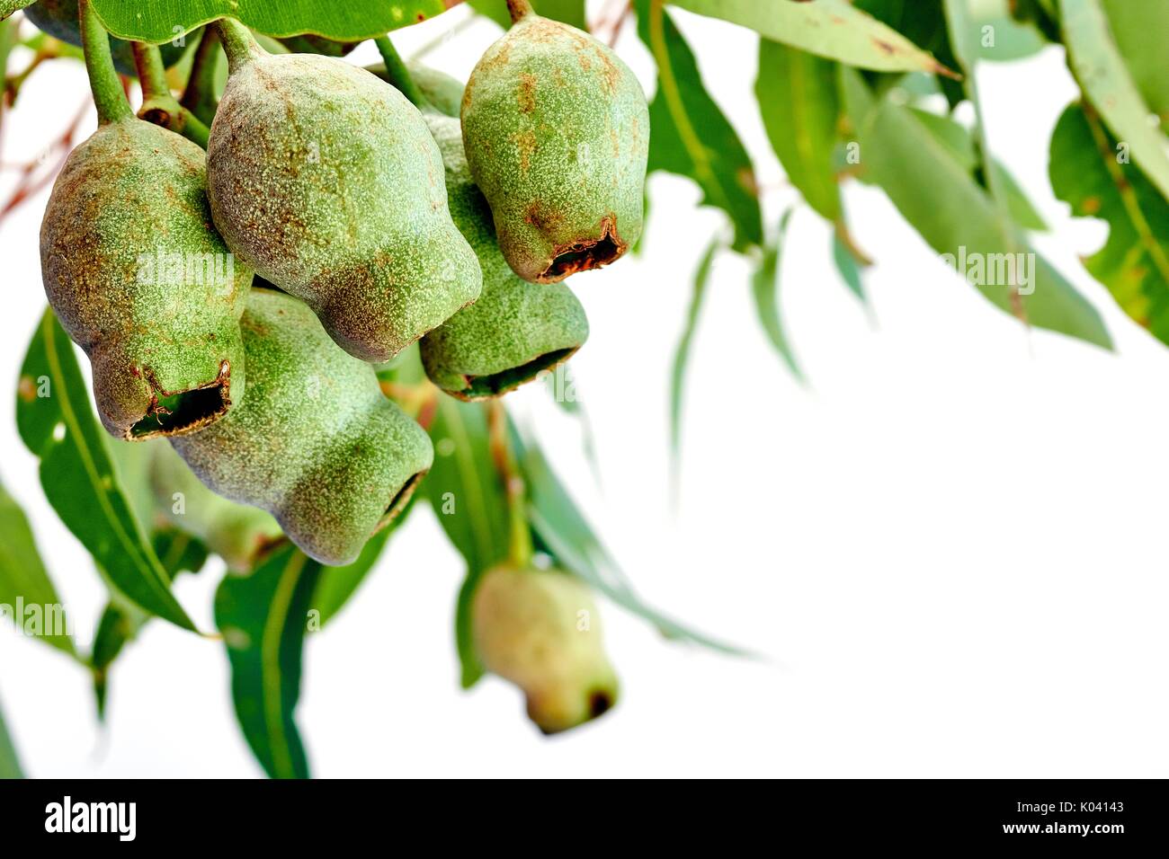 A studio photo of eucalyptus gum tree nuts Stock Photo - Alamy