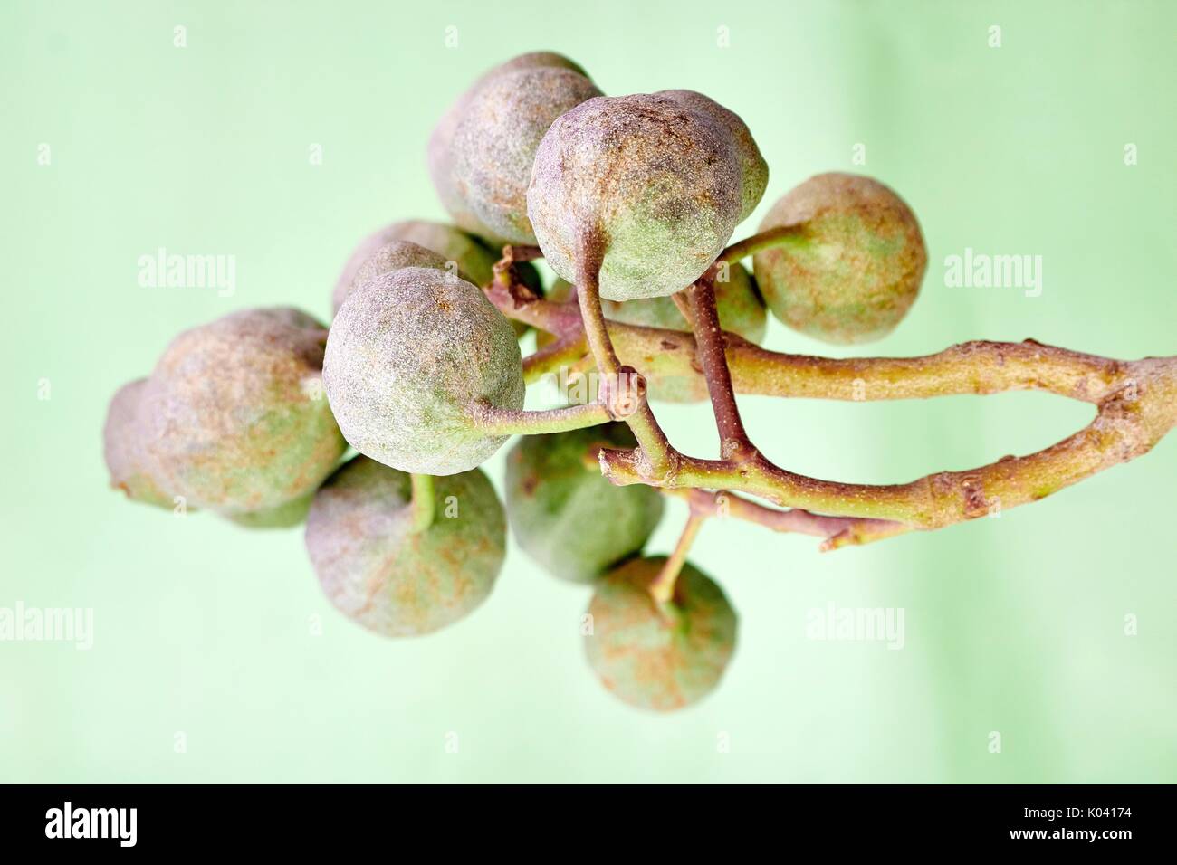 A studio photo of eucalyptus gum tree nuts Stock Photo - Alamy
