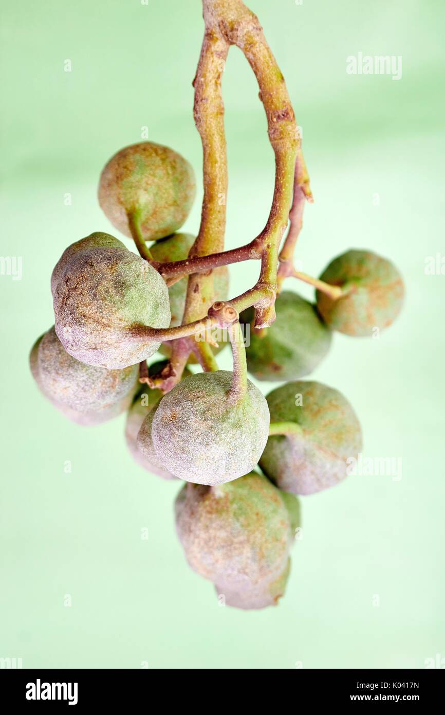 A studio photo of eucalyptus gum tree nuts Stock Photo - Alamy