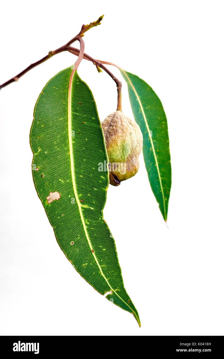 A studio photo of eucalyptus gum tree leaves Stock Photo - Alamy