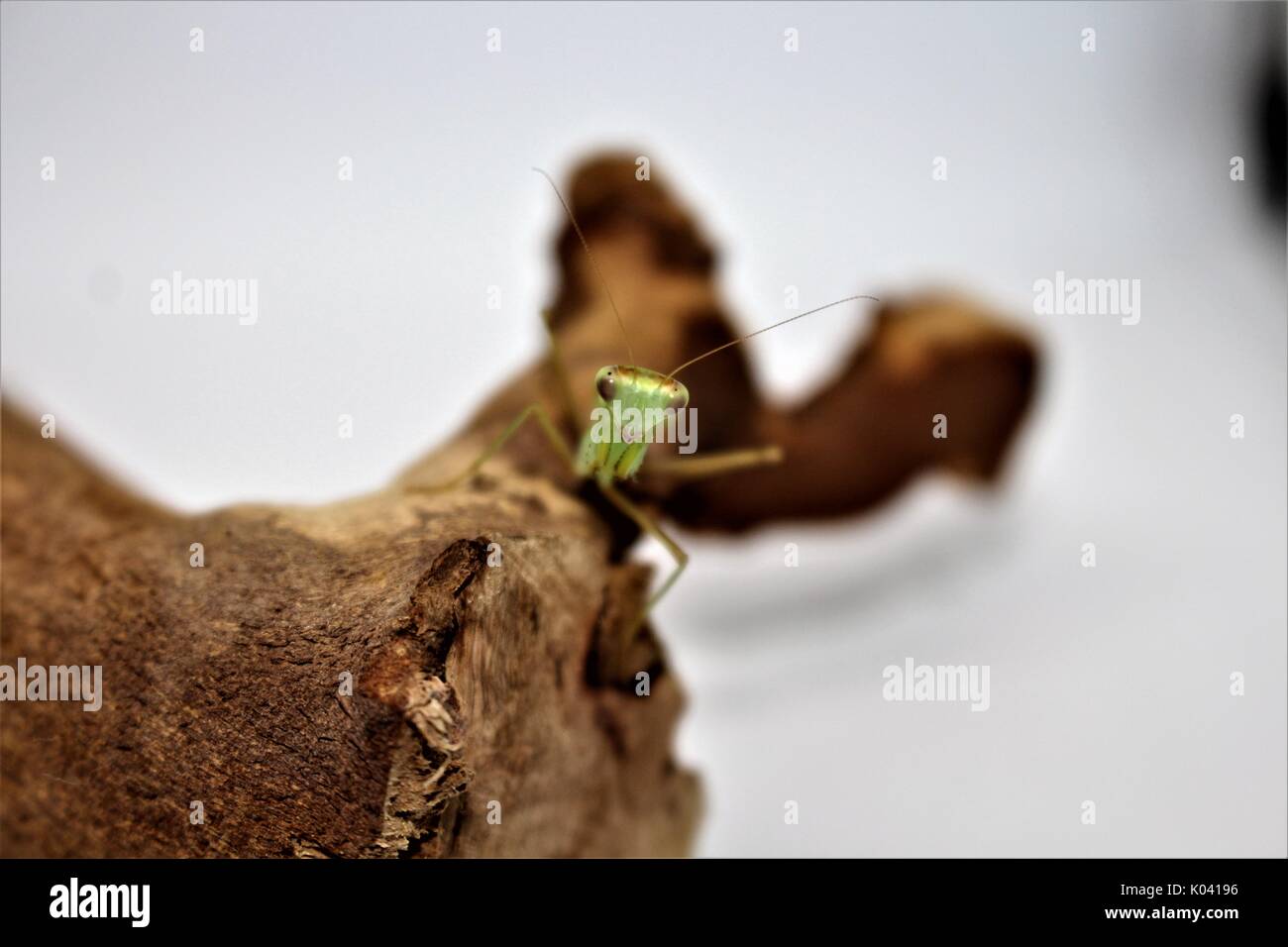 Blue flash giant african mantis hi-res stock photography and images - Alamy