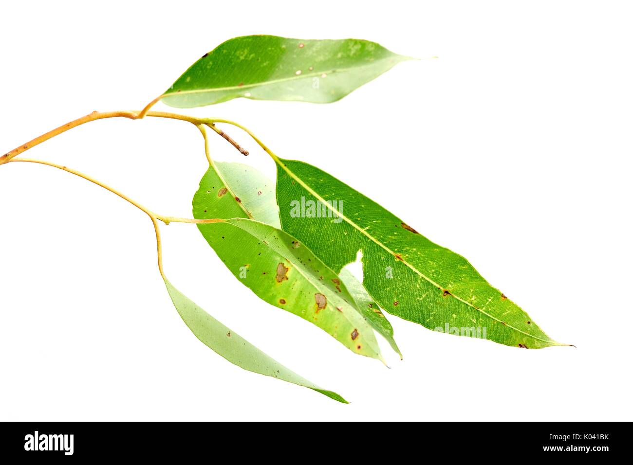 A studio photo of eucalyptus gum tree leaves Stock Photo - Alamy