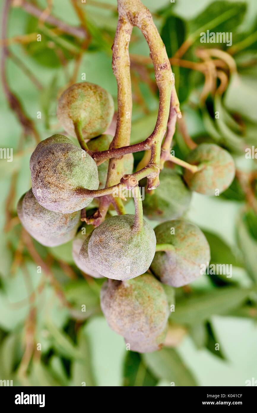 A studio photo of eucalyptus gum tree nuts Stock Photo - Alamy