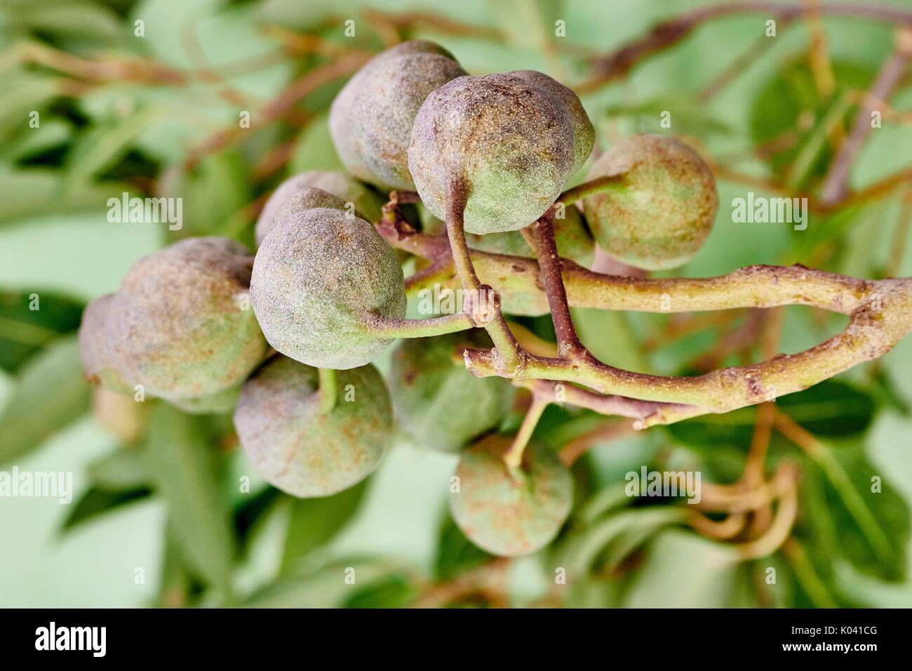 A studio photo of eucalyptus gum tree nuts Stock Photo - Alamy