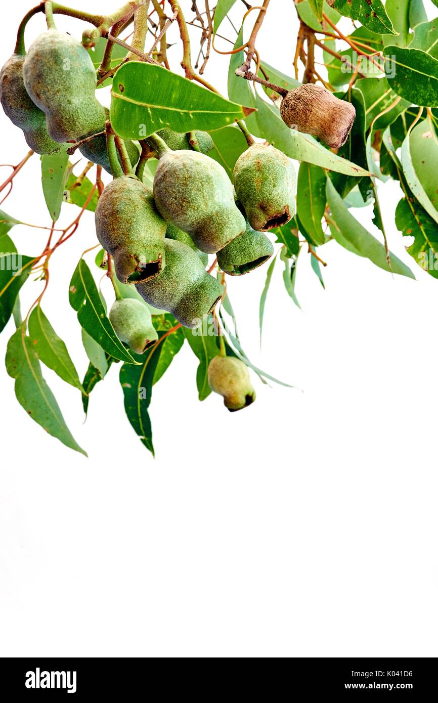 A studio photo of eucalyptus gum tree nuts Stock Photo - Alamy
