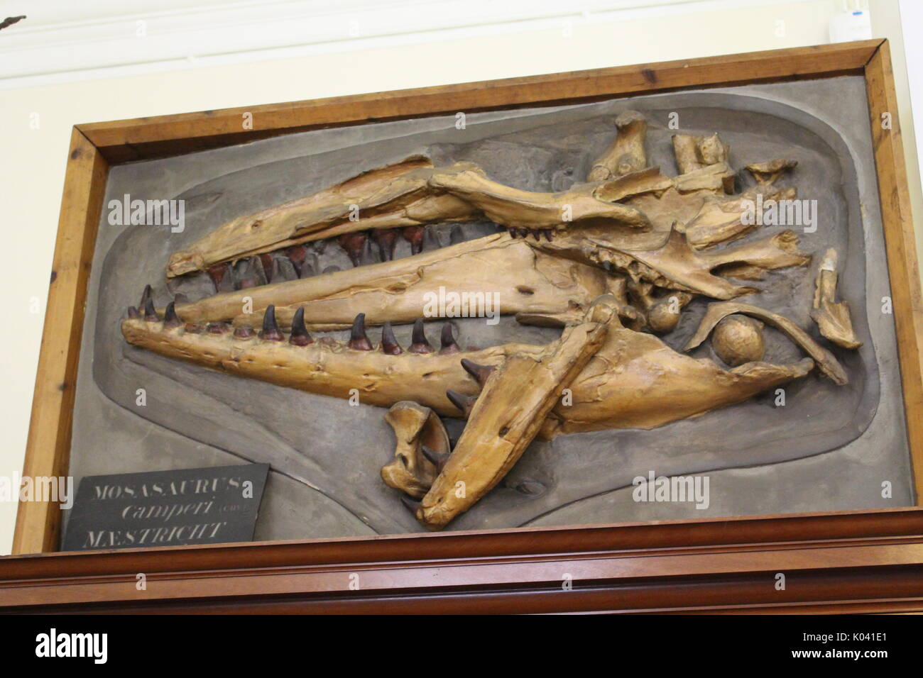 Mosasaurus skull hi-res stock photography and images - Alamy