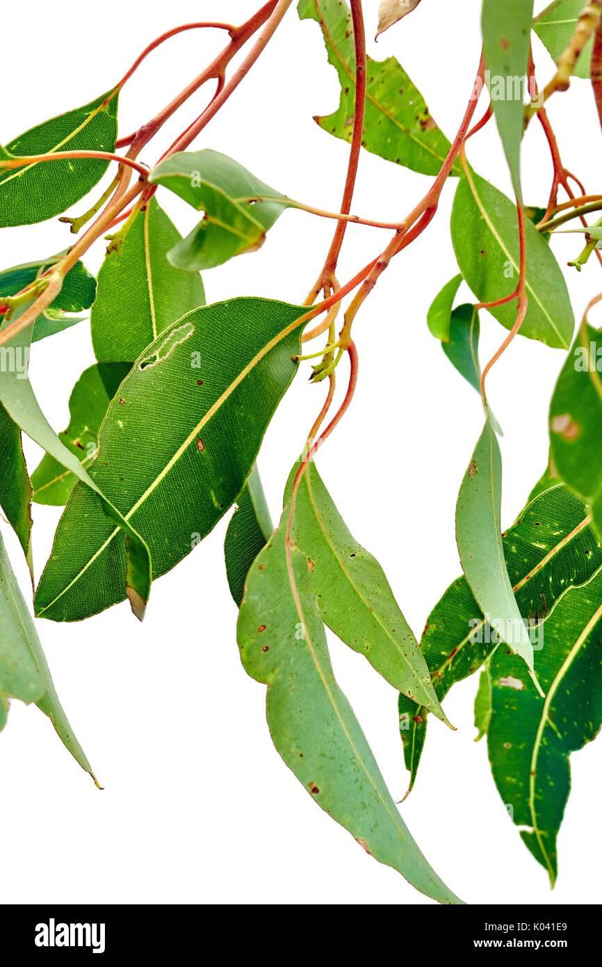 A studio photo of eucalyptus gum tree nuts Stock Photo - Alamy