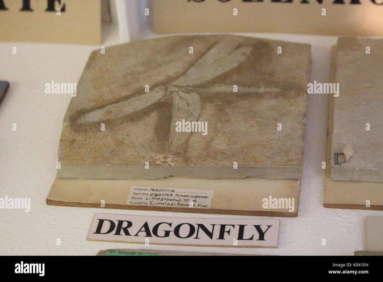 Fossil dragonfly hi-res stock photography and images - Alamy