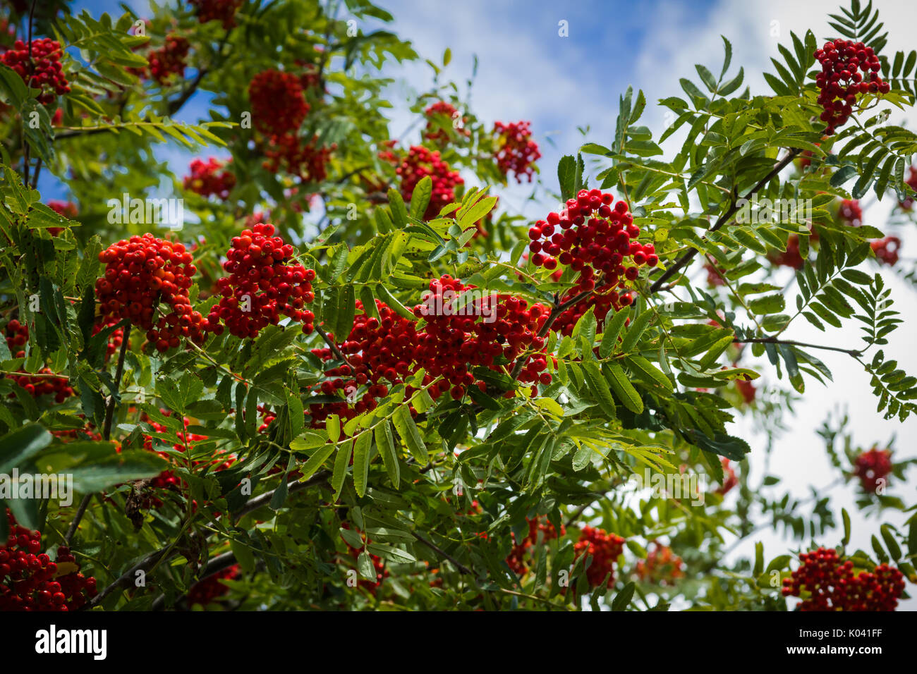 Red rowan tree in the end of summer, nature background Stock Photo - Alamy