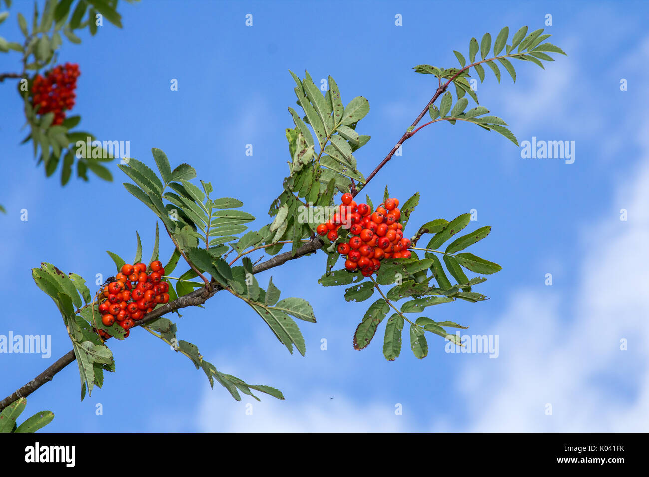 Red rowan tree in the end of summer, nature background Stock Photo - Alamy