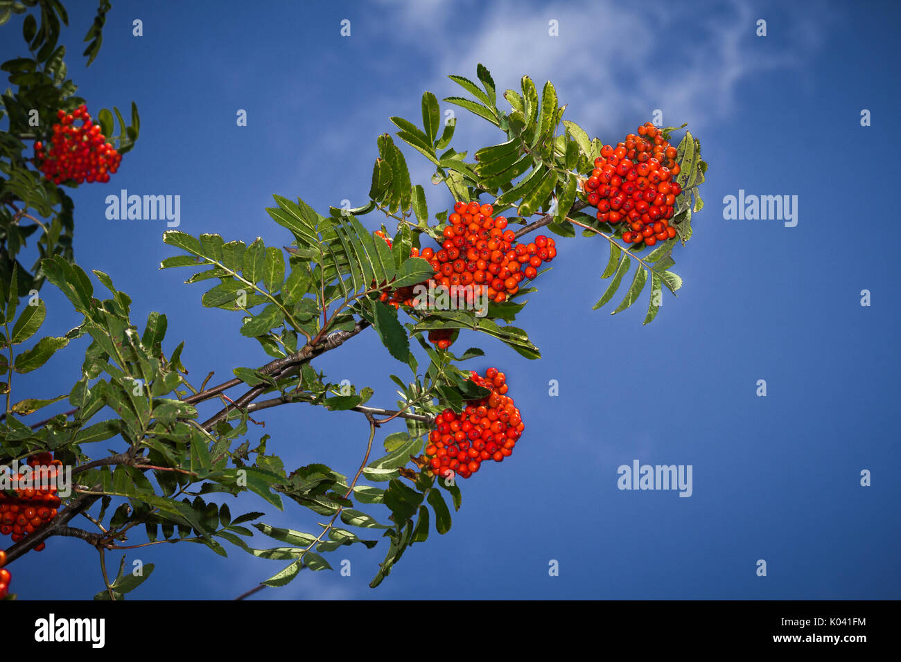 Red rowan tree in the end of summer, nature background Stock Photo - Alamy