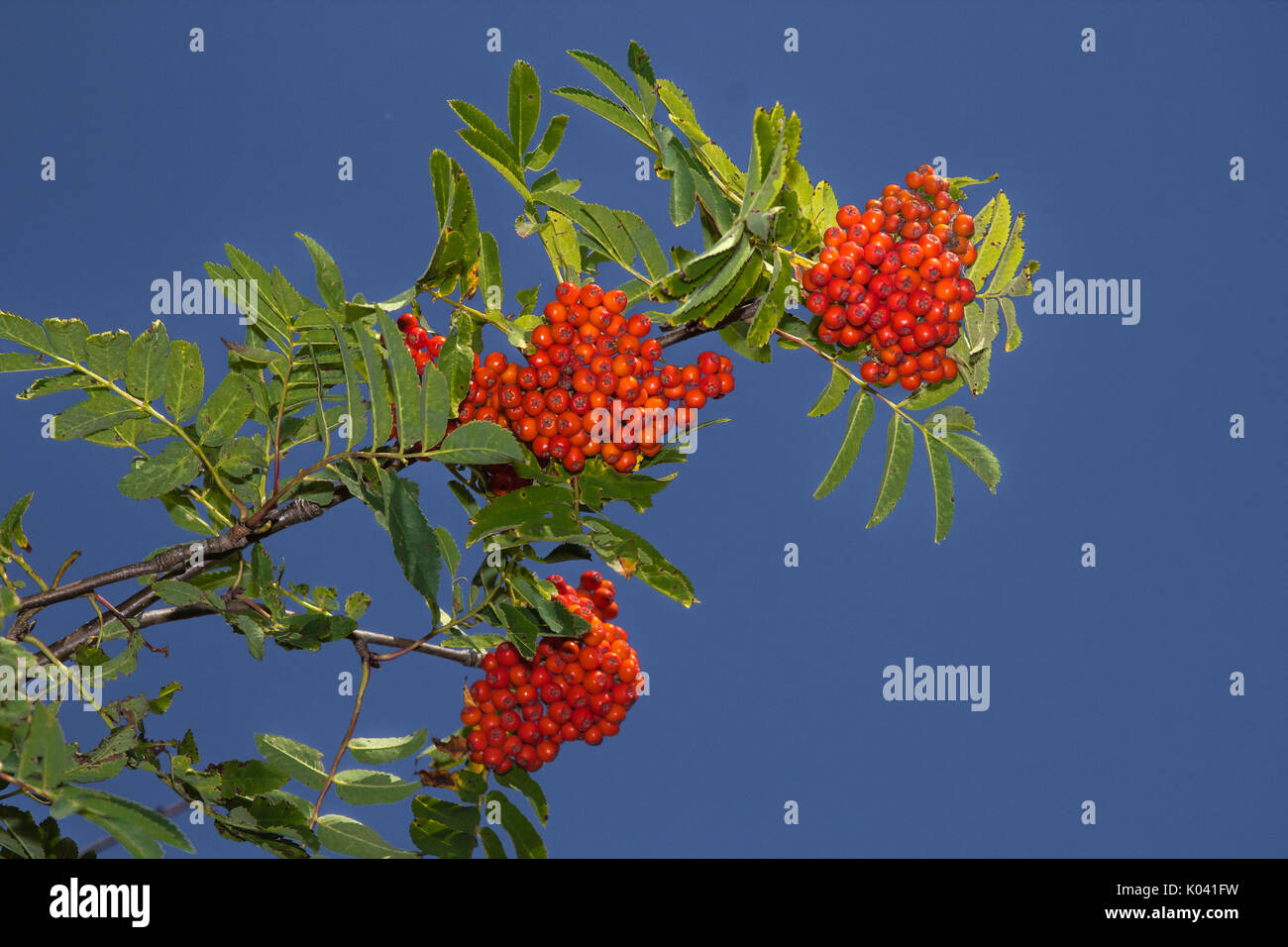 Red rowan tree in the end of summer, nature background Stock Photo - Alamy