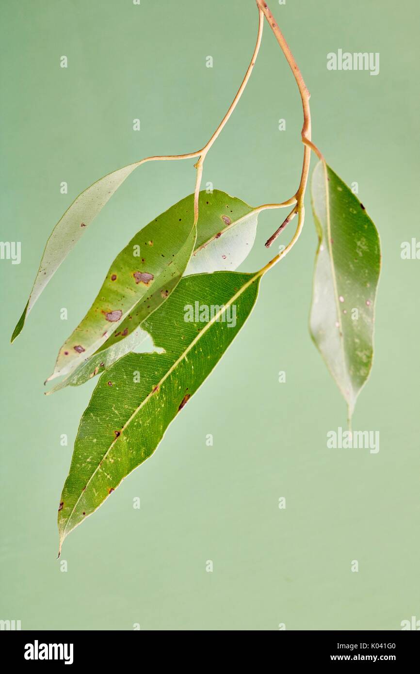 A studio photo of eucalyptus gum tree leaves Stock Photo - Alamy
