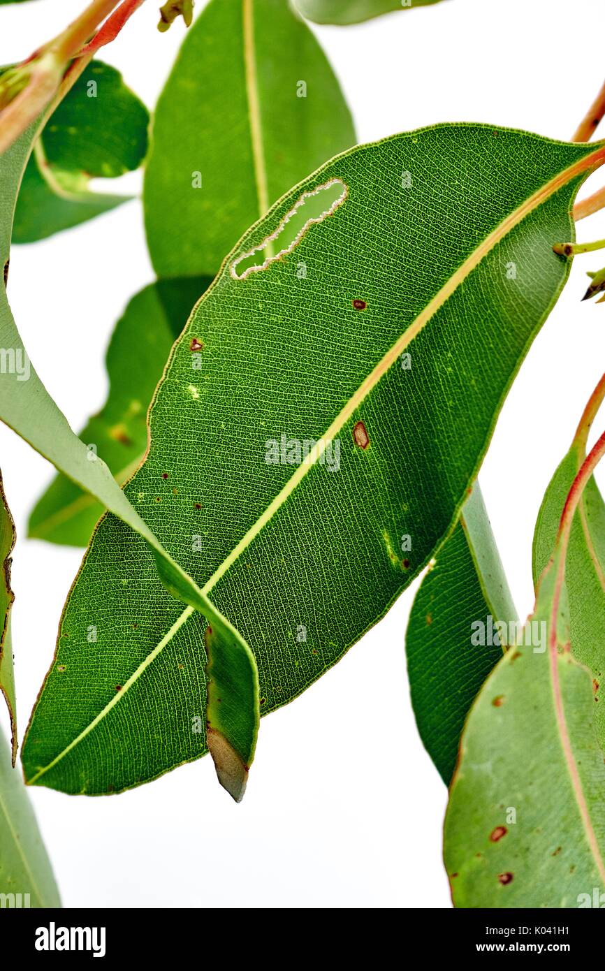 A studio photo of eucalyptus gum tree nuts Stock Photo - Alamy