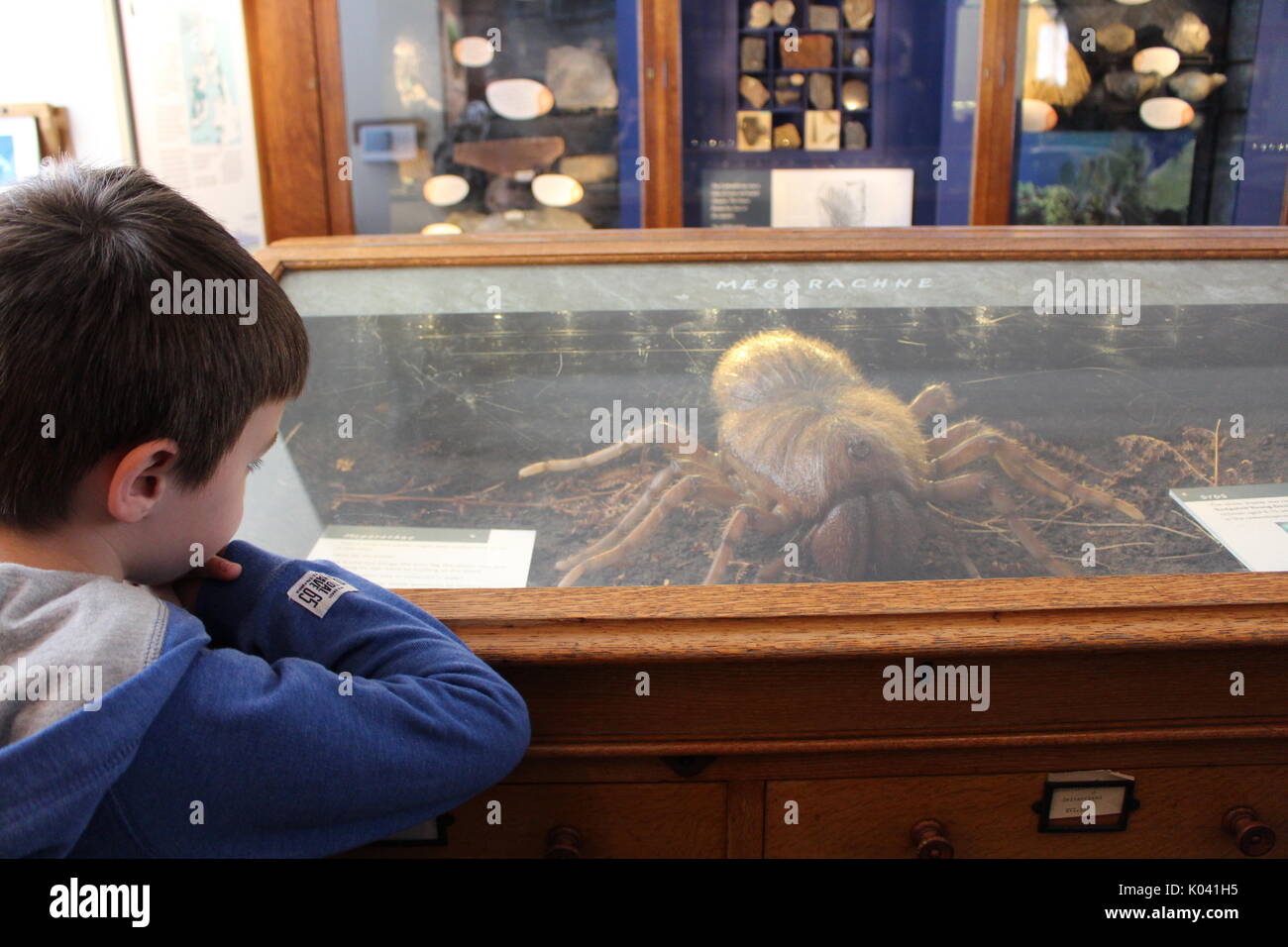 Boy looking at museum display Stock Photo - Alamy