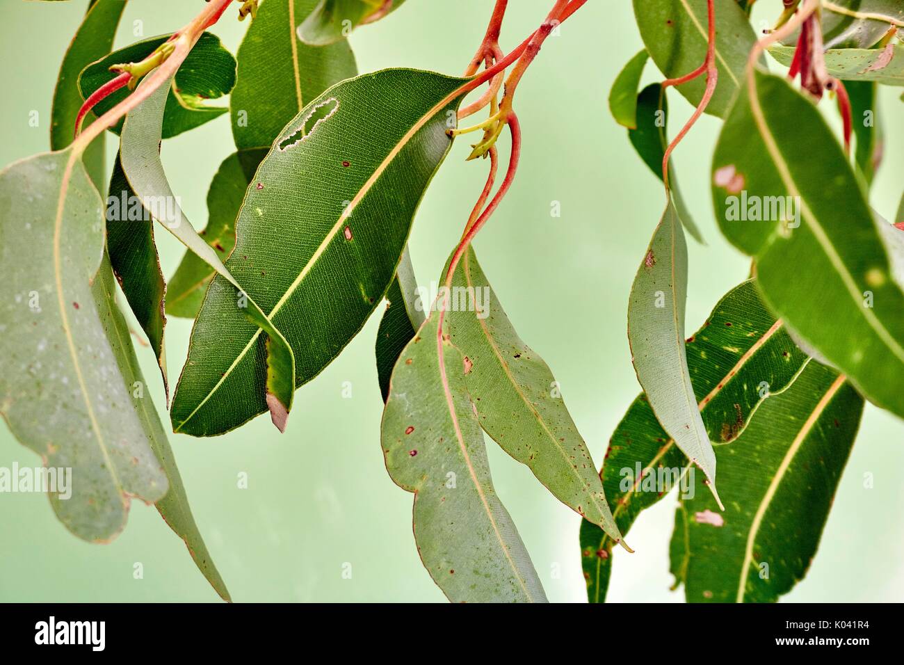 A studio photo of eucalyptus gum tree nuts Stock Photo - Alamy