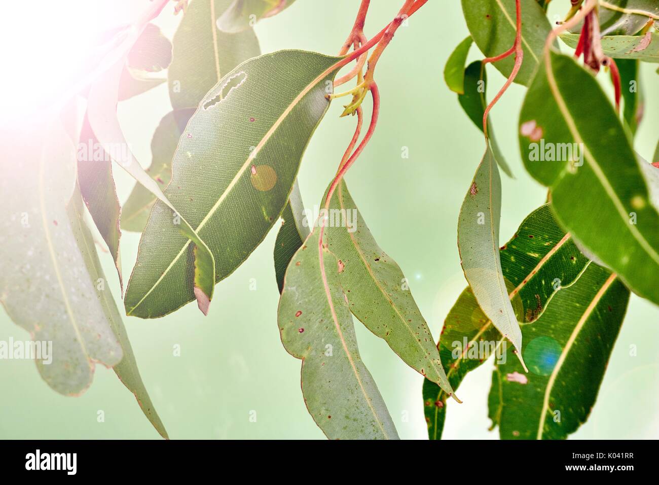 A studio photo of eucalyptus gum tree nuts Stock Photo - Alamy