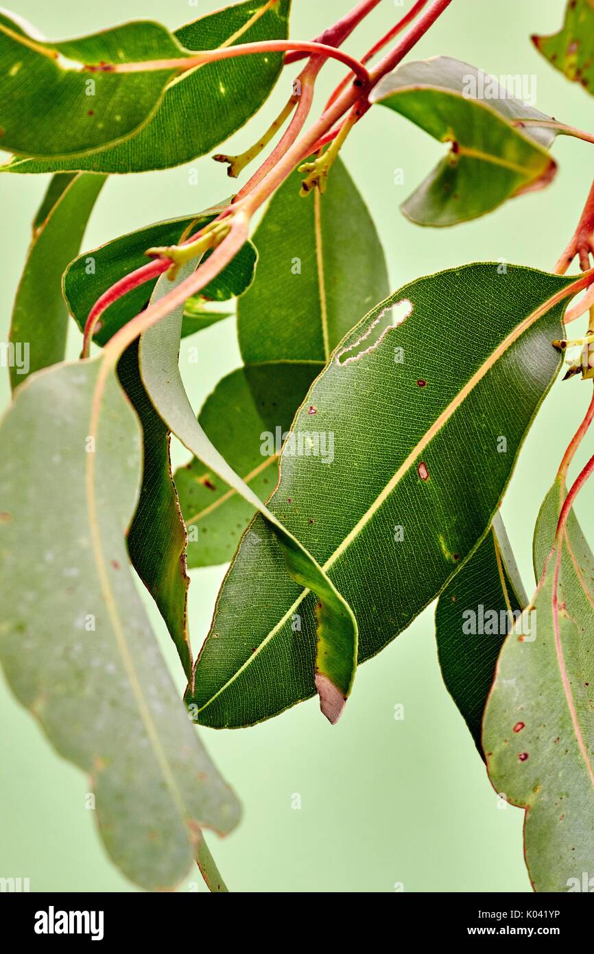 A studio photo of eucalyptus gum tree nuts Stock Photo - Alamy