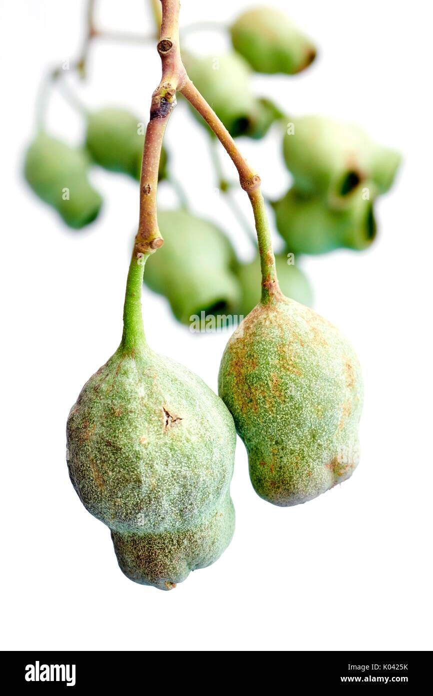 A studio photo of eucalyptus gum tree nuts Stock Photo - Alamy