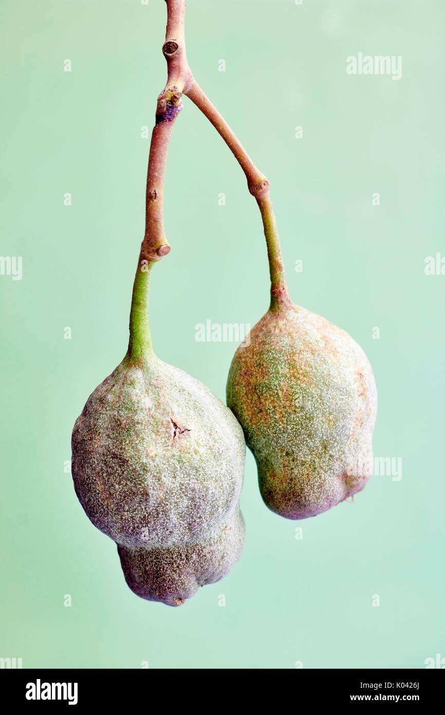 A studio photo of eucalyptus gum tree nuts Stock Photo - Alamy