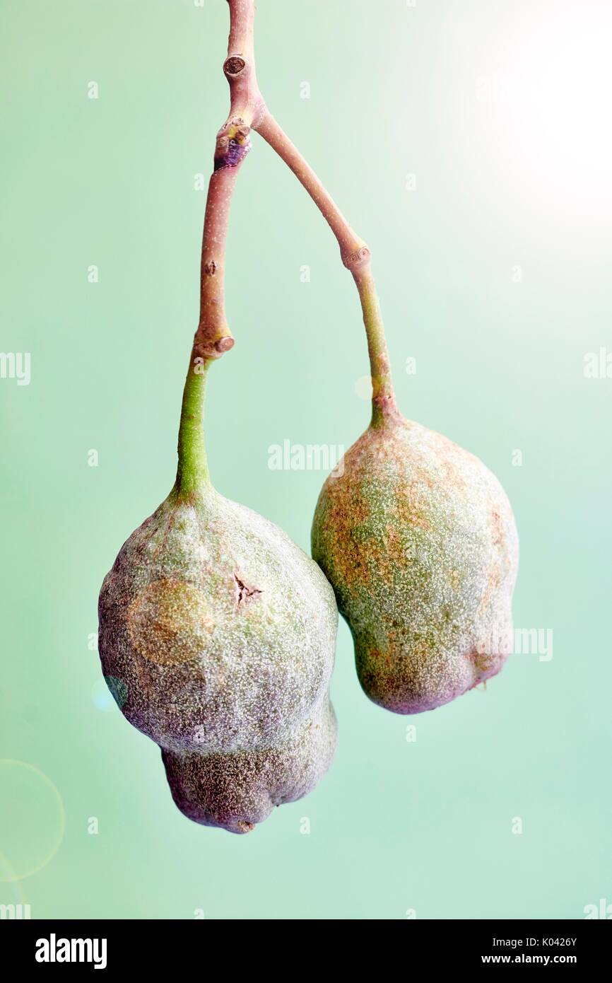 A studio photo of eucalyptus gum tree nuts Stock Photo - Alamy
