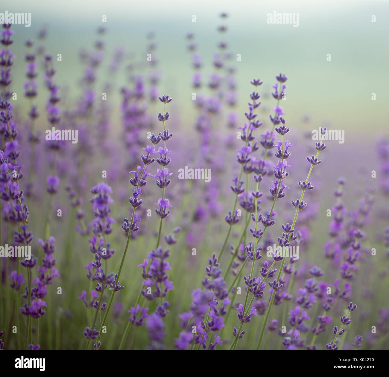 Beautiful lavender field close hi-res stock photography and images - Alamy