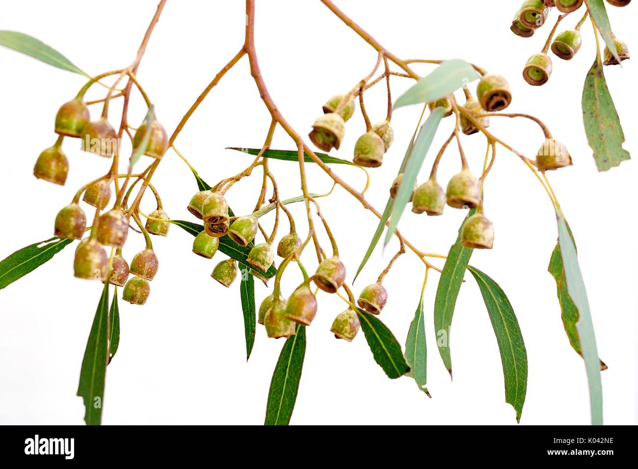A studio photo of eucalyptus gum tree leaves Stock Photo - Alamy