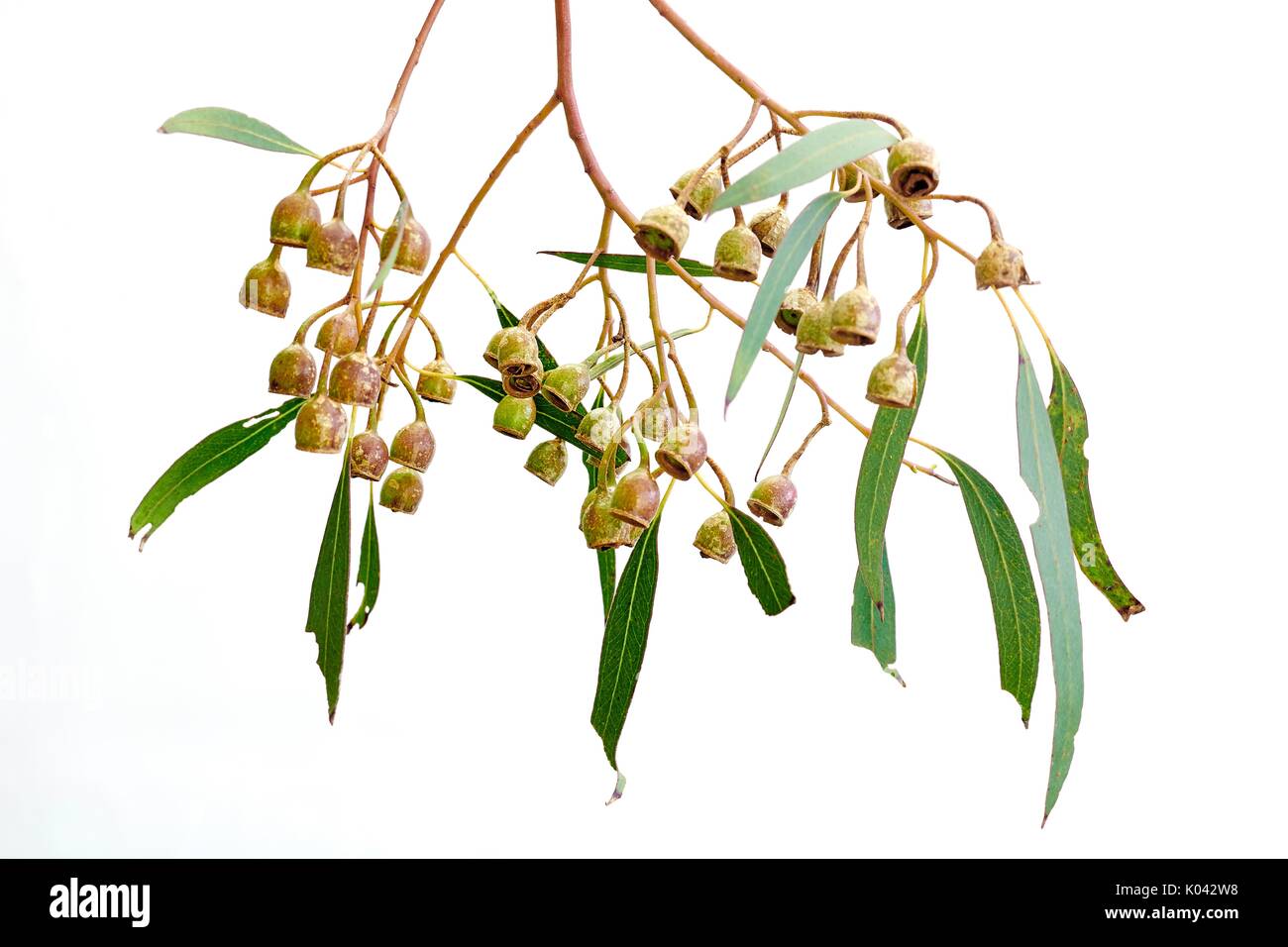 A studio photo of eucalyptus gum tree leaves Stock Photo - Alamy