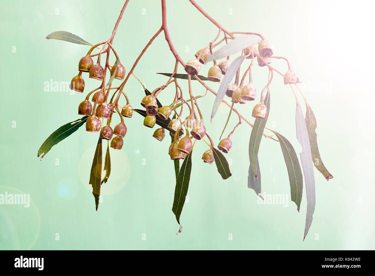 A studio photo of eucalyptus gum tree leaves Stock Photo - Alamy