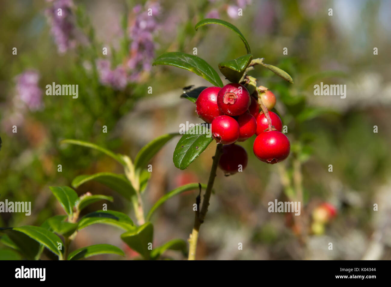 Red huckleberry groving in a forest in a end of summer, nature ...