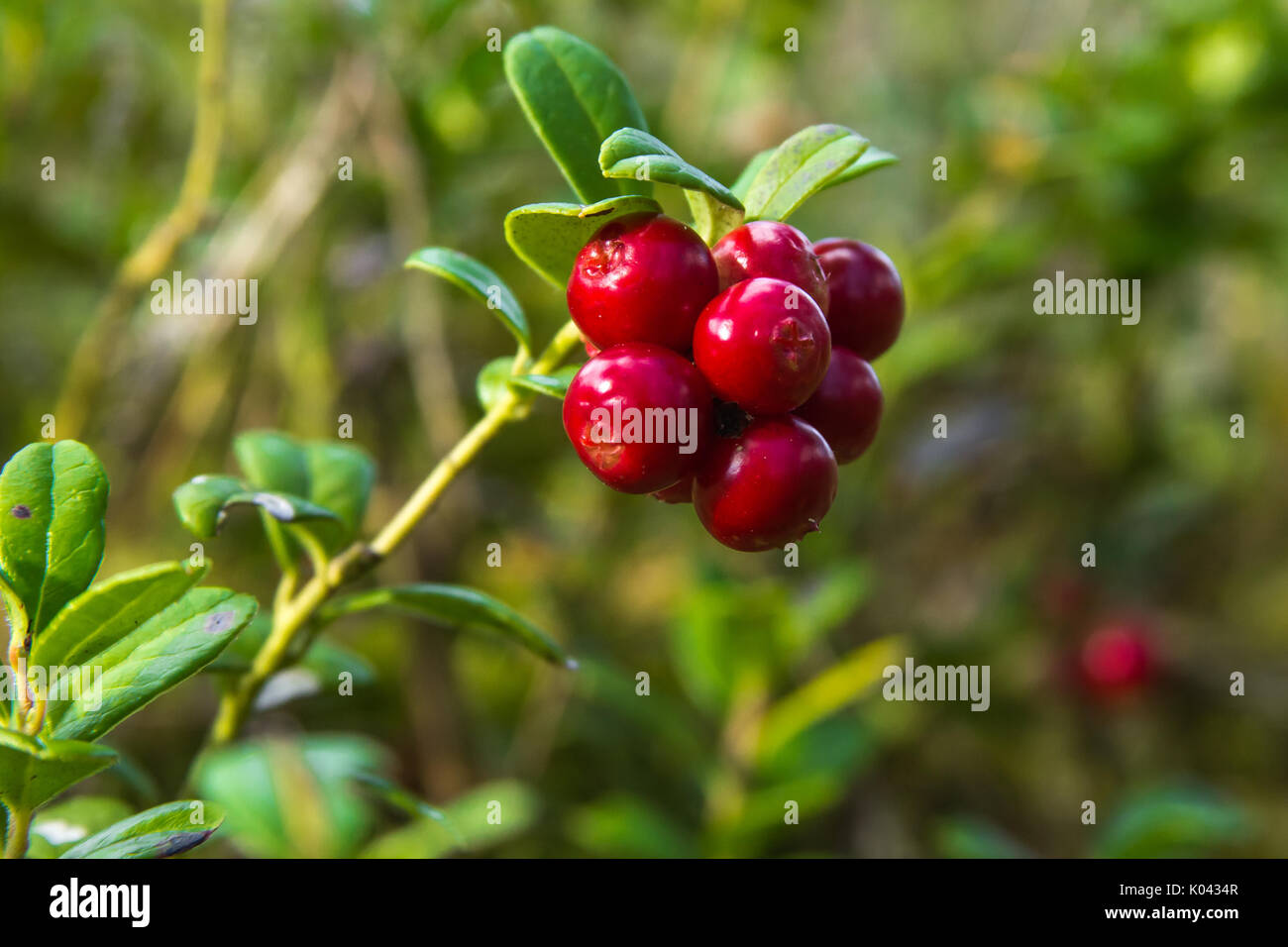 Red huckleberry groving in a forest in a end of summer, nature ...