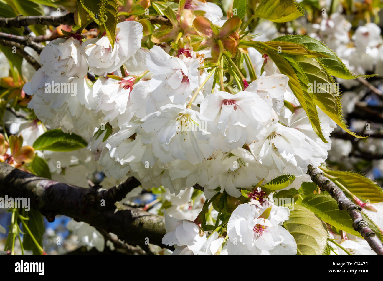 Cherry bossom tree hi-res stock photography and images - Alamy