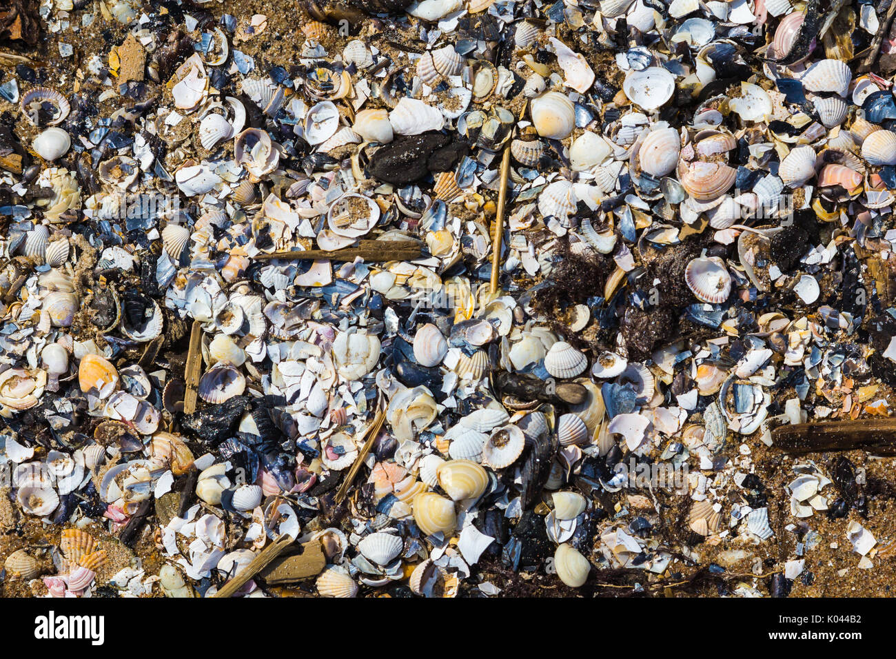 Broken seashell hi-res stock photography and images - Alamy