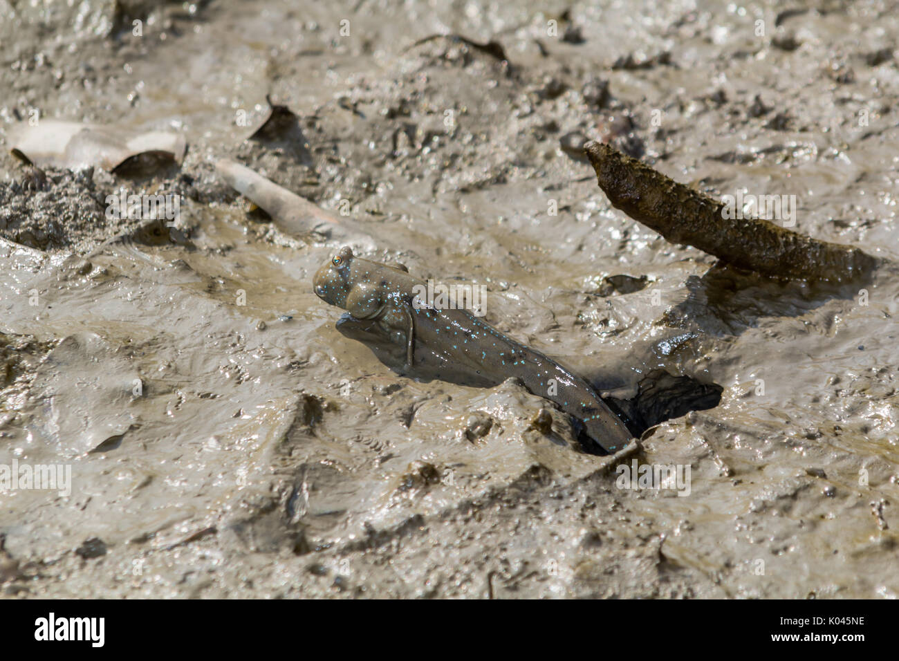Mudskipper hong kong hi-res stock photography and images - Alamy