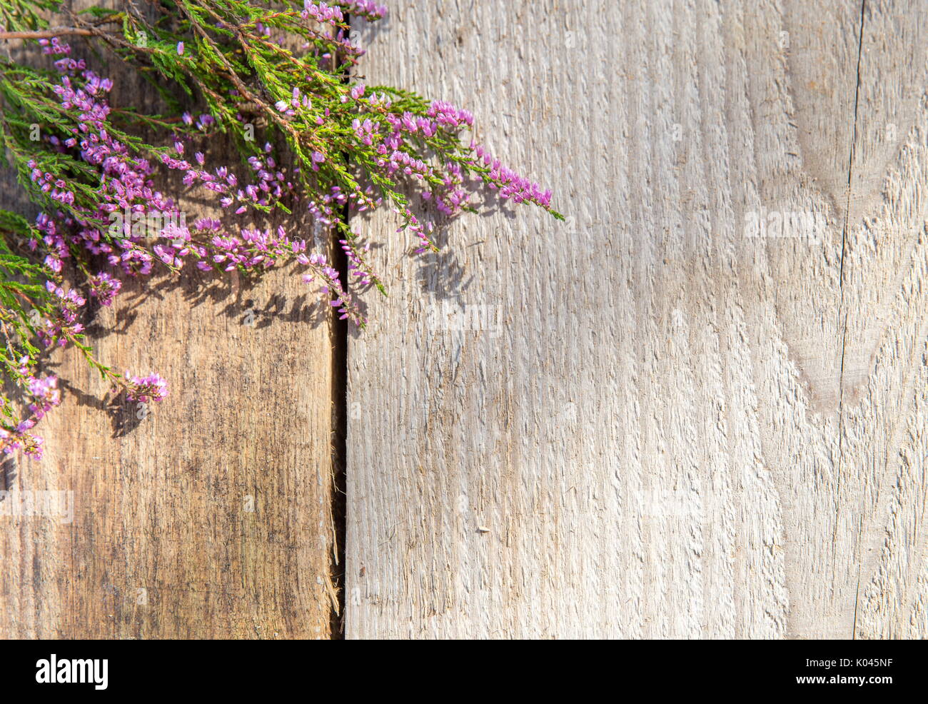 Calluna vulgaris known as common heather, ling, or simply heather on ...
