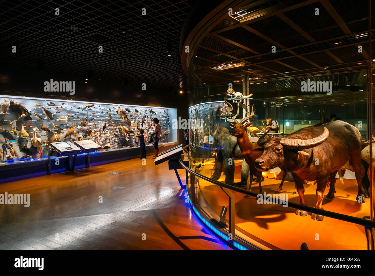 TOKYO, JAPAN - NOVEMBER 25 2015: National Museum of Nature and Science ...