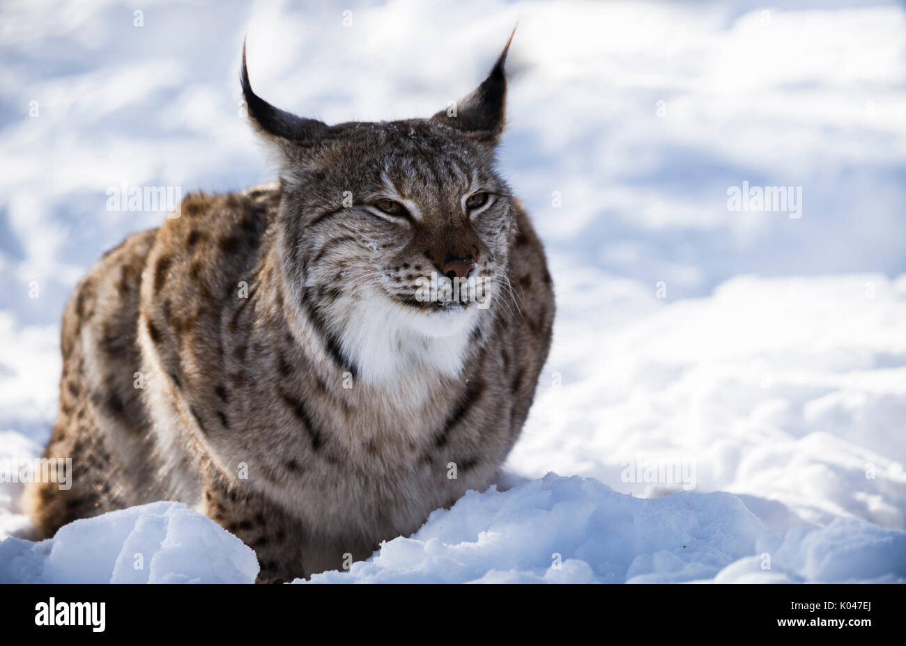 Lynx wildcat hi-res stock photography and images - Alamy
