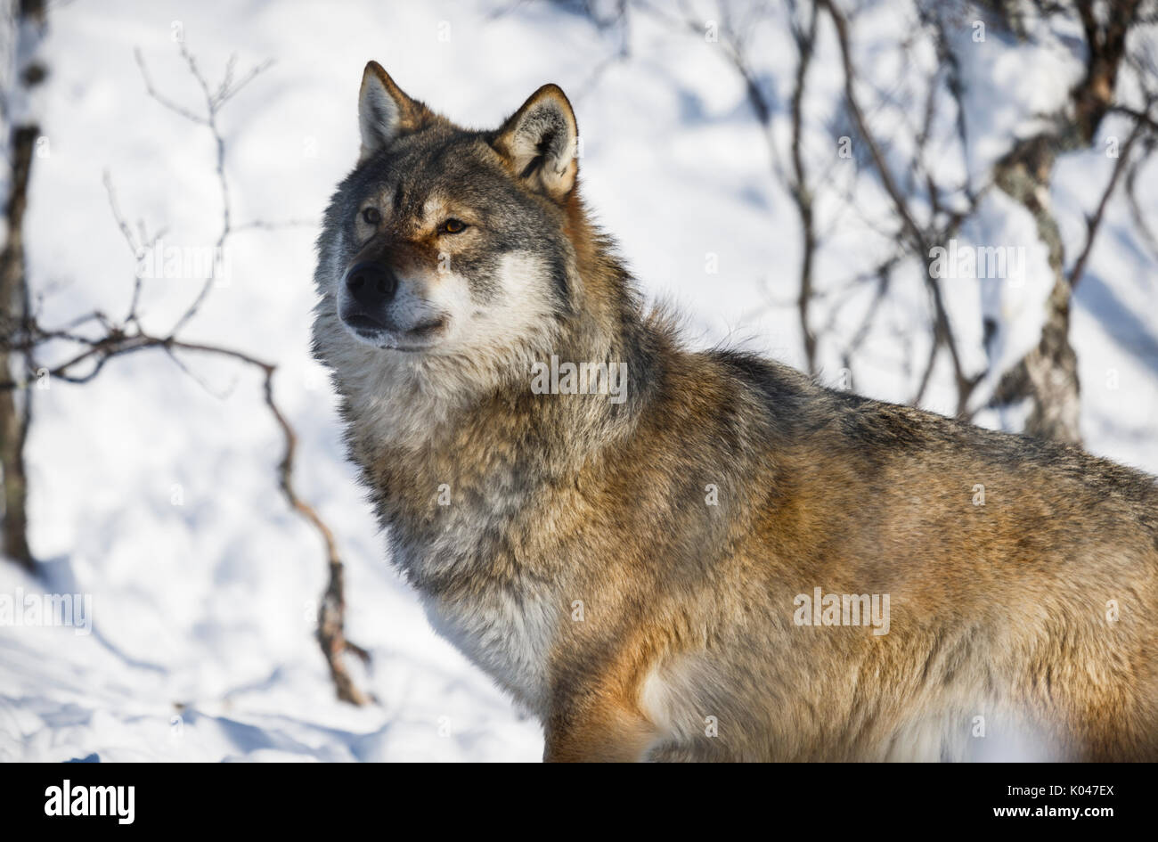 Arctic flora and fauna hi-res stock photography and images - Alamy