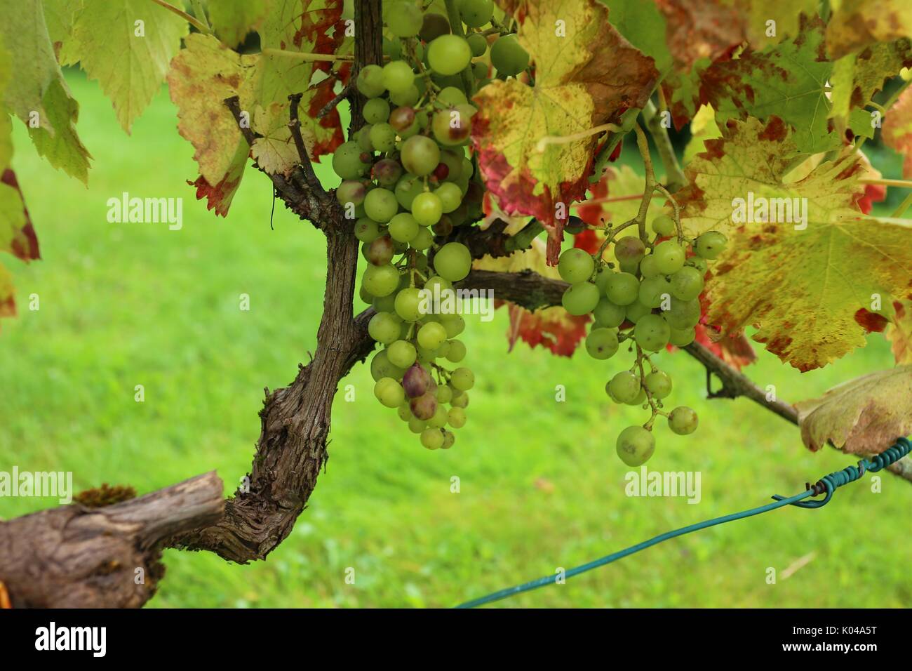 Real vine hi-res stock photography and images - Alamy