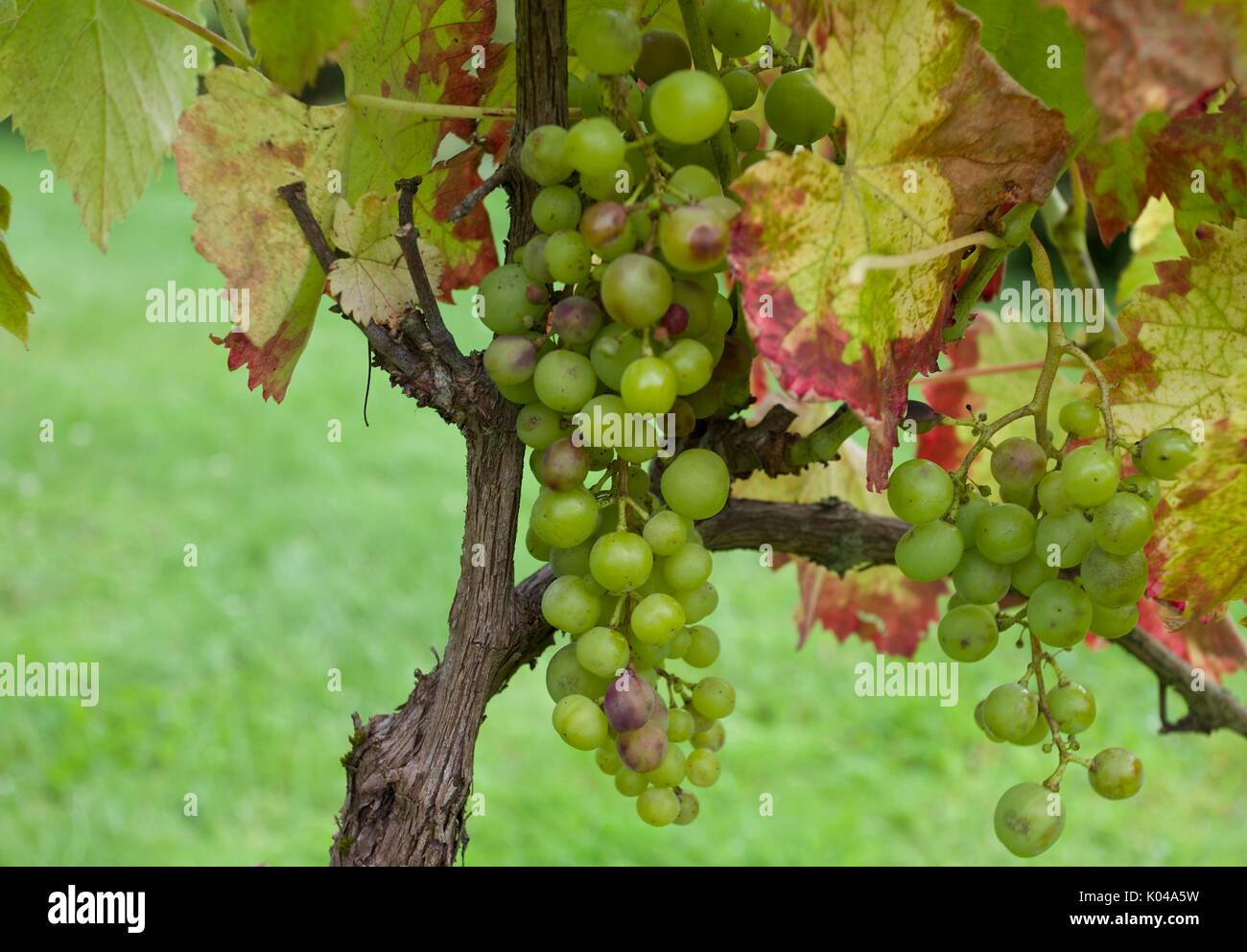 Real vine hi-res stock photography and images - Alamy