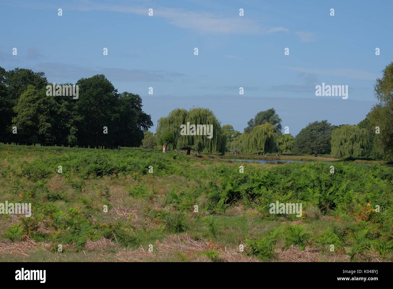 woodland area bushy park Stock Photo - Alamy