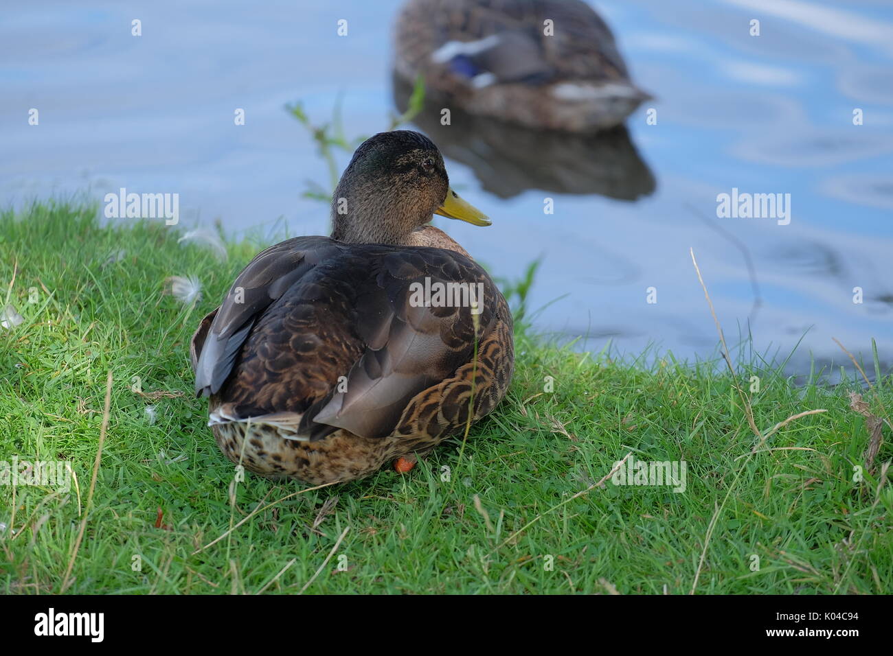 ducks resting in sunshine Stock Photo - Alamy