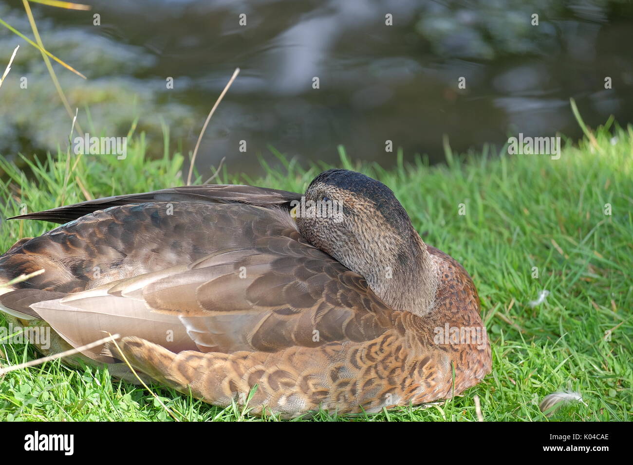 ducks resting in sunshine Stock Photo - Alamy