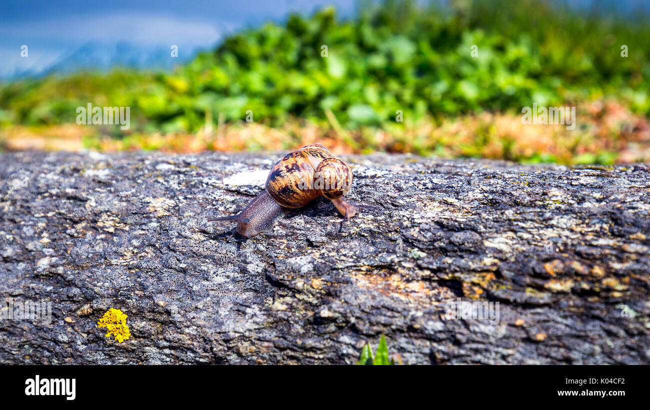 Snail crawling on a hard rock texture in nature; brown striped snail ...