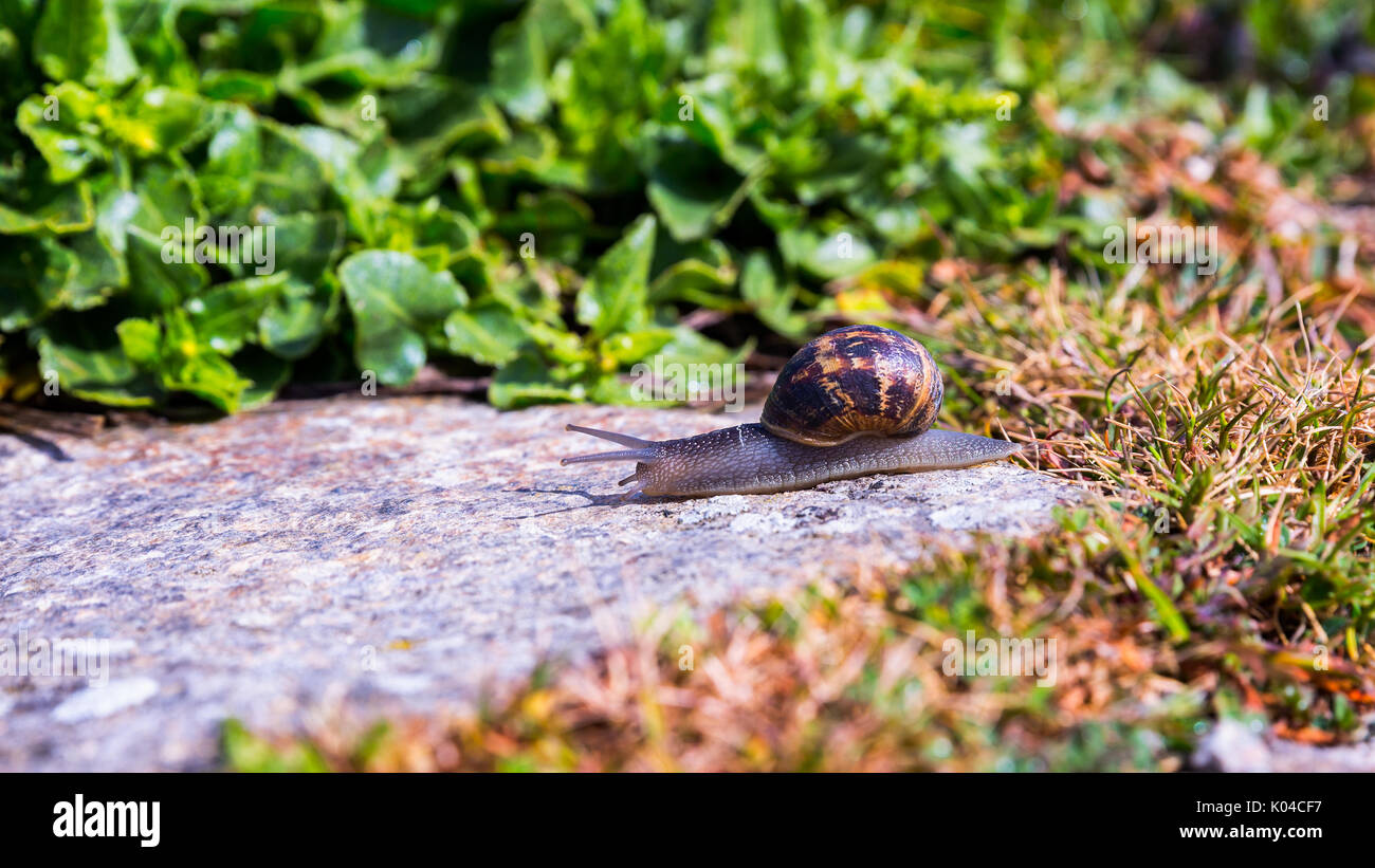Snail crawling on a hard rock texture in nature; brown striped snail ...