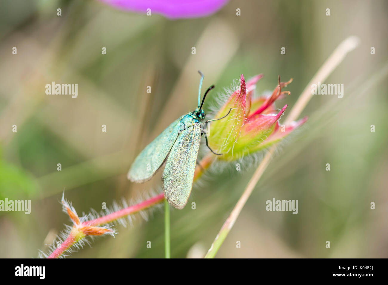 Forester moth hi-res stock photography and images - Alamy